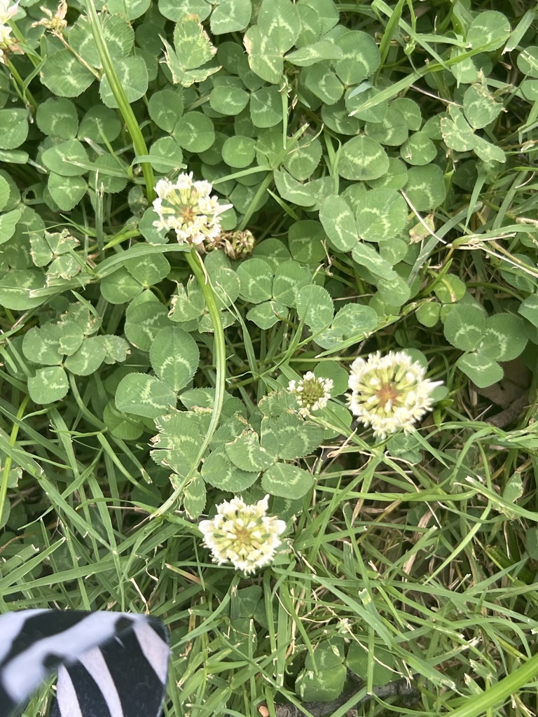 white clover from Indian Creek, Carrollton, TX, US on May 13, 2024 at ...