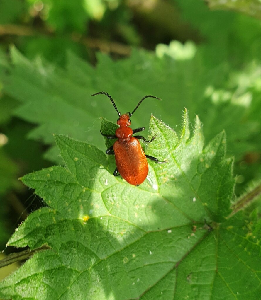 Common Cardinal Beetle from Strumpshaw Fen, Low Rd, Strumpshaw, Norwich ...