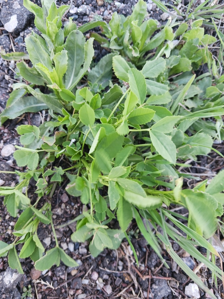 Trifolieae from Node, WY 82225, USA on May 13, 2024 at 03:21 PM by Sean ...