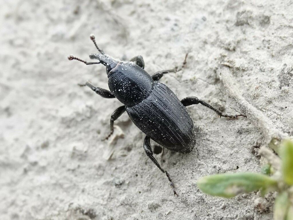 Billbug Weevils from Zlín, Česko on May 3, 2024 at 04:03 PM by Tomáš ...