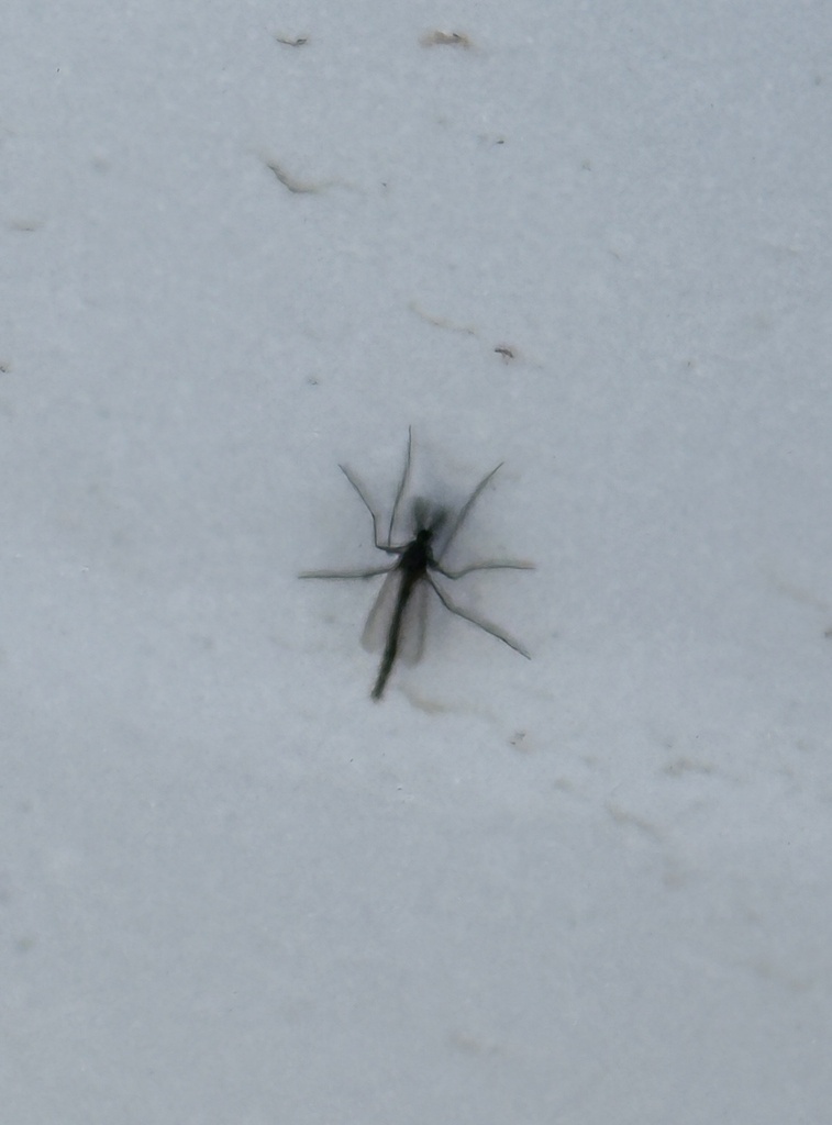 Winter Midges from Good Harbor Bay, Cleveland Township, MI, US on May ...