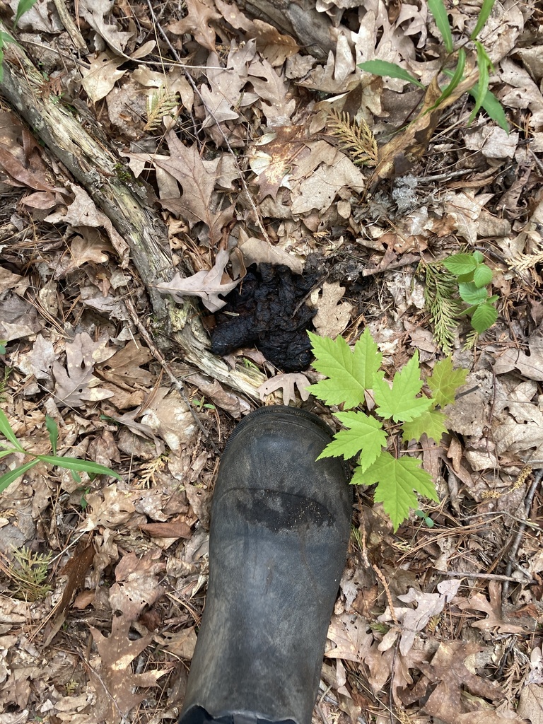 American Black Bear from Ambler Blue Trail, Brandon, VT, US on May 13 ...