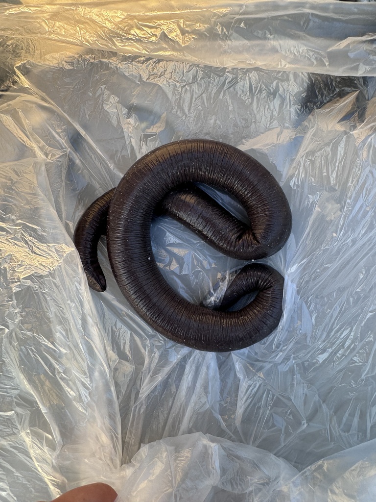 Rubber Eel in May 2024 by lilorvis · iNaturalist