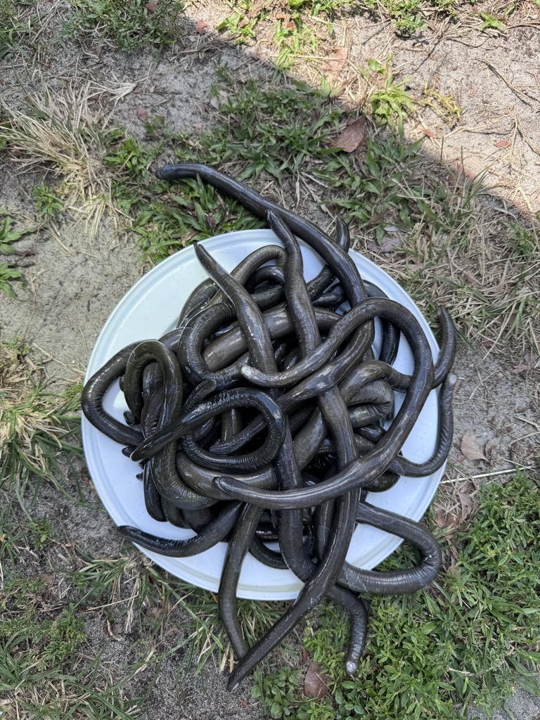 Rubber Eel in May 2024 by lilorvis · iNaturalist