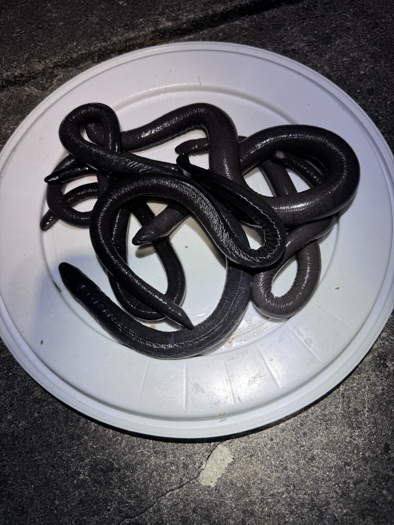 Rubber Eel in May 2024 by lilorvis · iNaturalist