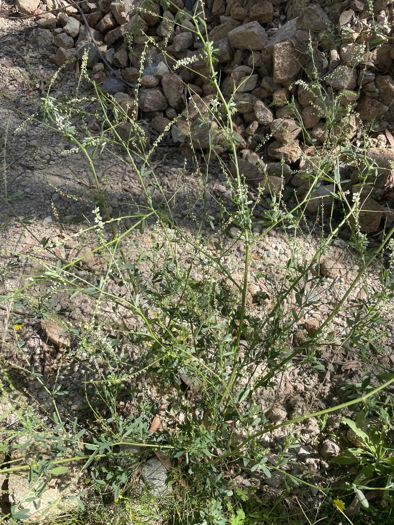 flowering plants from Tallaganda National Park, Palerang, NSW, AU on ...