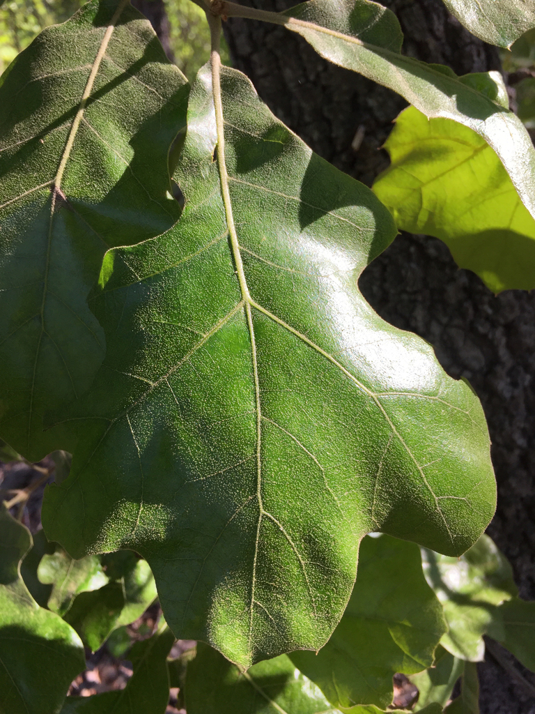 blackjack oak from Almart Trl, Owings Mills, MD, US on May 25, 2016 at 09:18 AM by cricketsmith ...