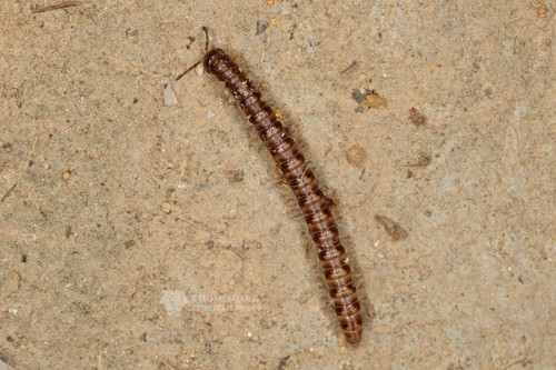 Genus Tylopus · iNaturalist