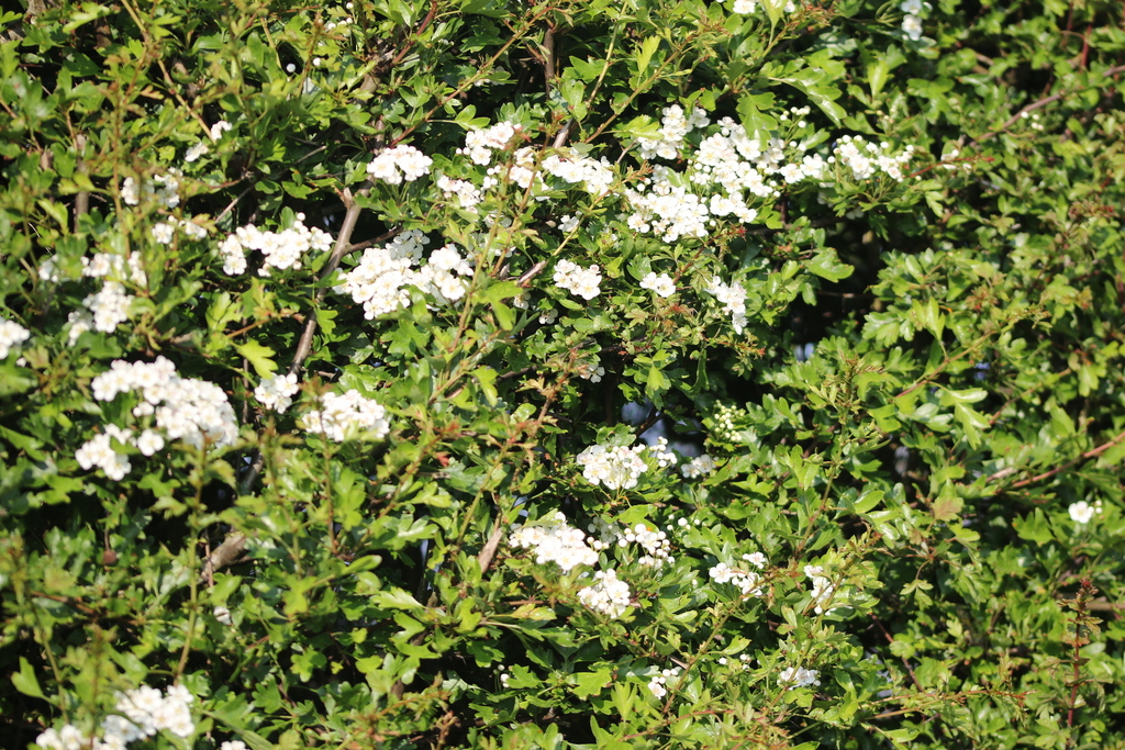 common hawthorn from Jane Lane, Leyland, Lancashire, UK on May 10, 2024 ...