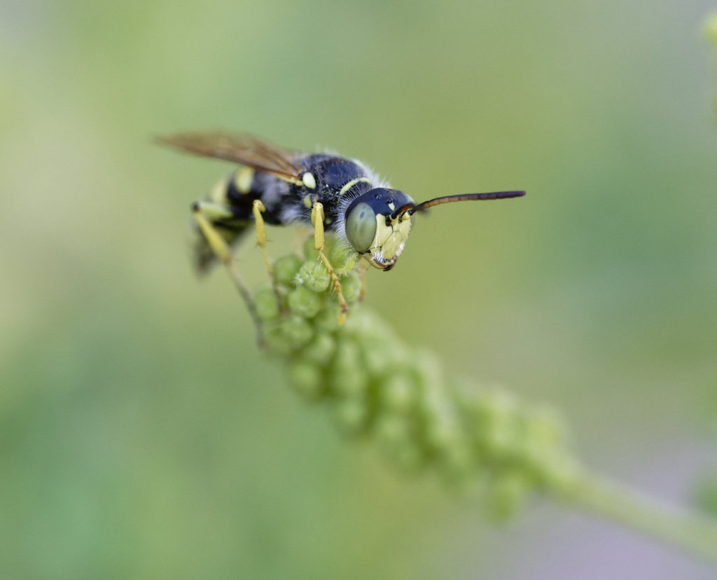 Philanthinae from San Bernardino County, CA, USA on April 30, 2024 at ...