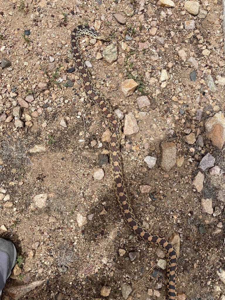 Sonoran Gopher Snake from Prescott National Forest, Prescott, AZ, US on ...