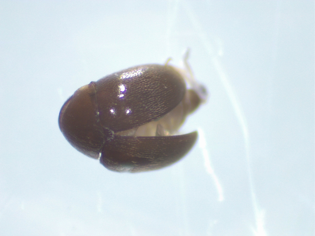 Cucujiform Beetles from Tapora 0977, New Zealand on January 5, 2024 at ...