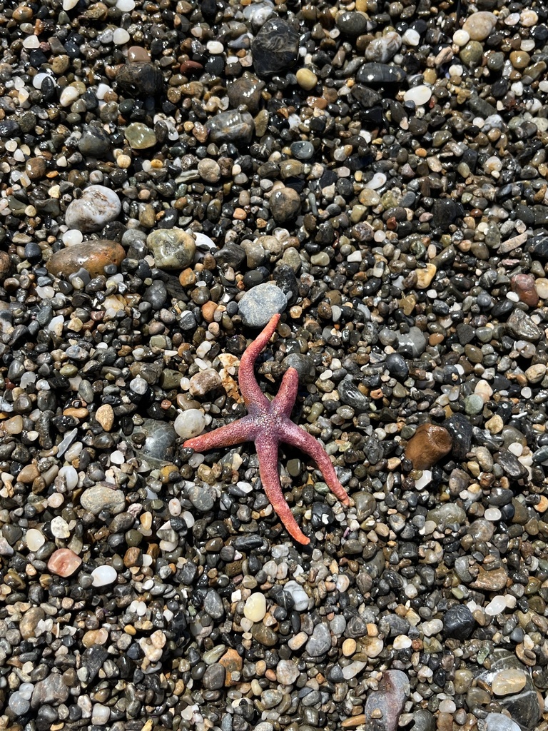 Blood Stars from Frontier St, Clallam Bay, WA, US on May 9, 2024 at 02: ...