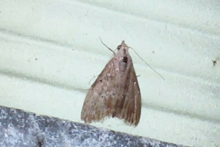 Plain Tuft Moth from Coomba Park NSW 2428, Australia on May 13, 2024 at ...