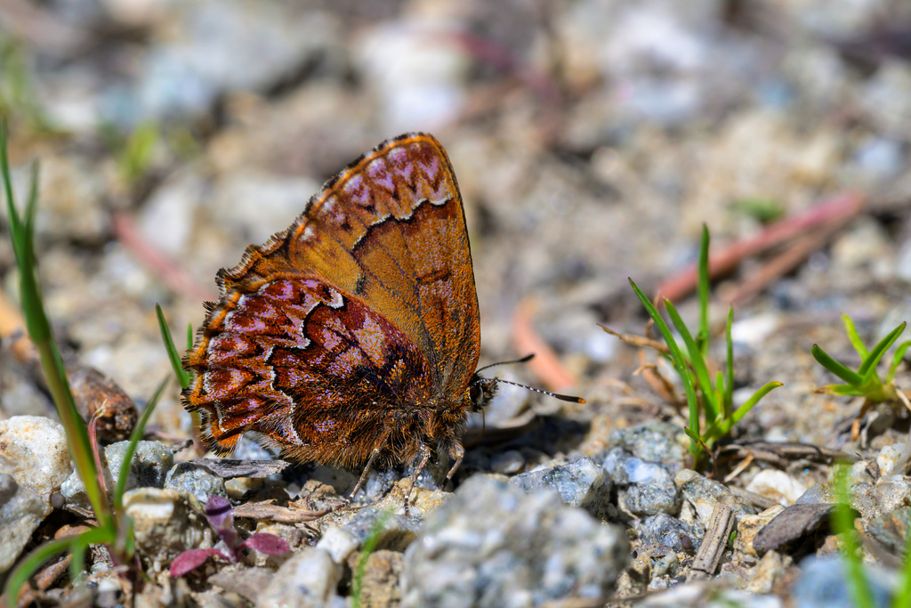 Western Pine Elfin from Ravalli County, MT, USA on May 11, 2024 at 10: ...