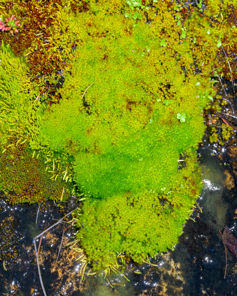 Long-leaved Thread Moss from Ravalli County, MT, USA on May 11, 2024 at ...