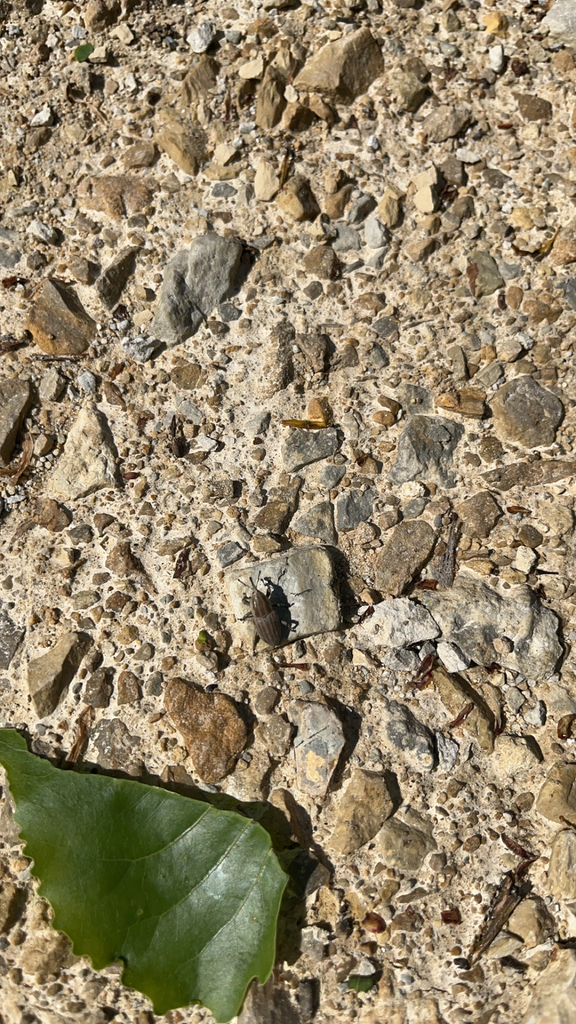 Clay-colored Billbug from Eagan on May 10, 2024 at 03:43 PM by mejalin ...