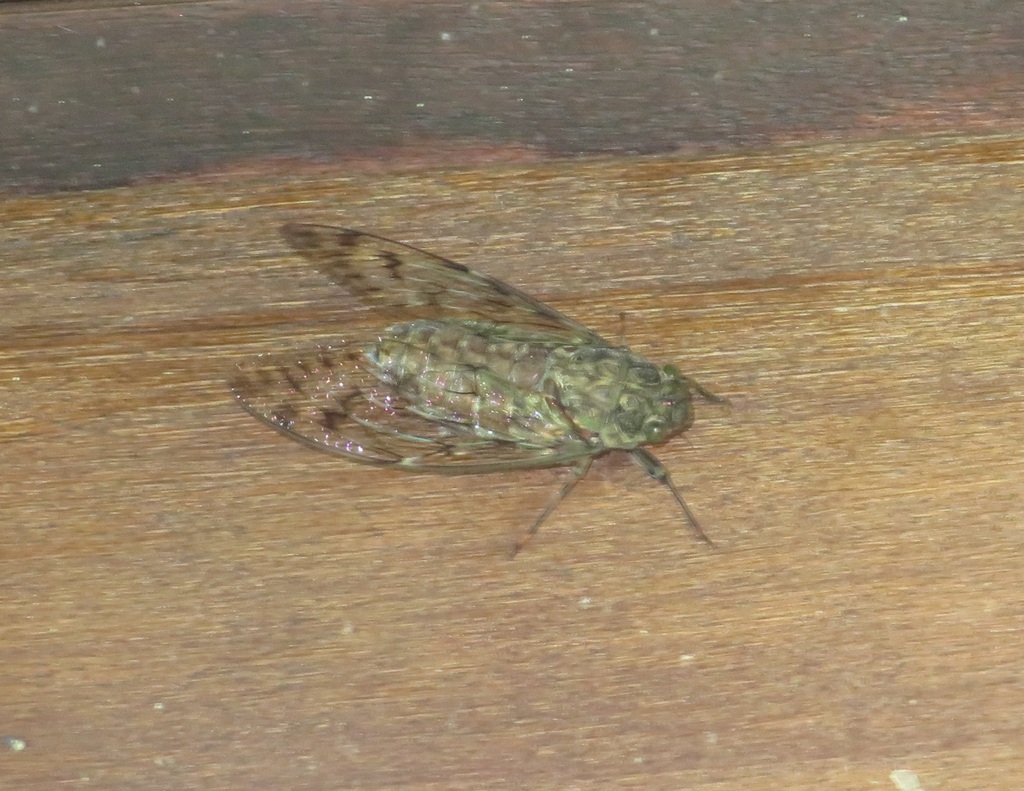 Pomponia yayeyamana from 511台灣彰化縣社頭鄉 on May 12, 2024 at 10:49 AM by ...