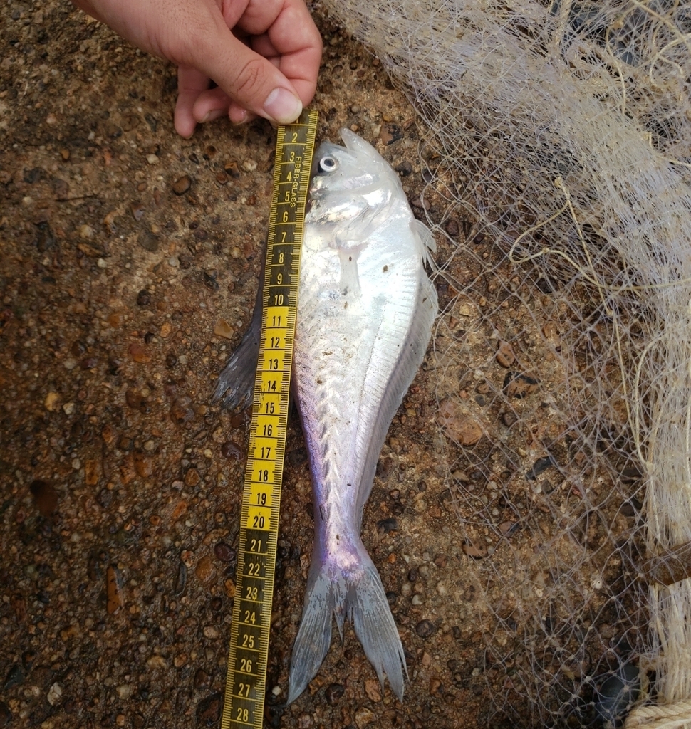 Nurseryfish from Nicholson QLD 4830, Australia on January 15, 2024 at ...
