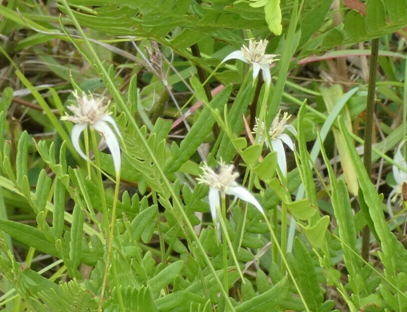 whitetop sedge from Florida, Hernando, Chassahowitzka Wildlife and ...