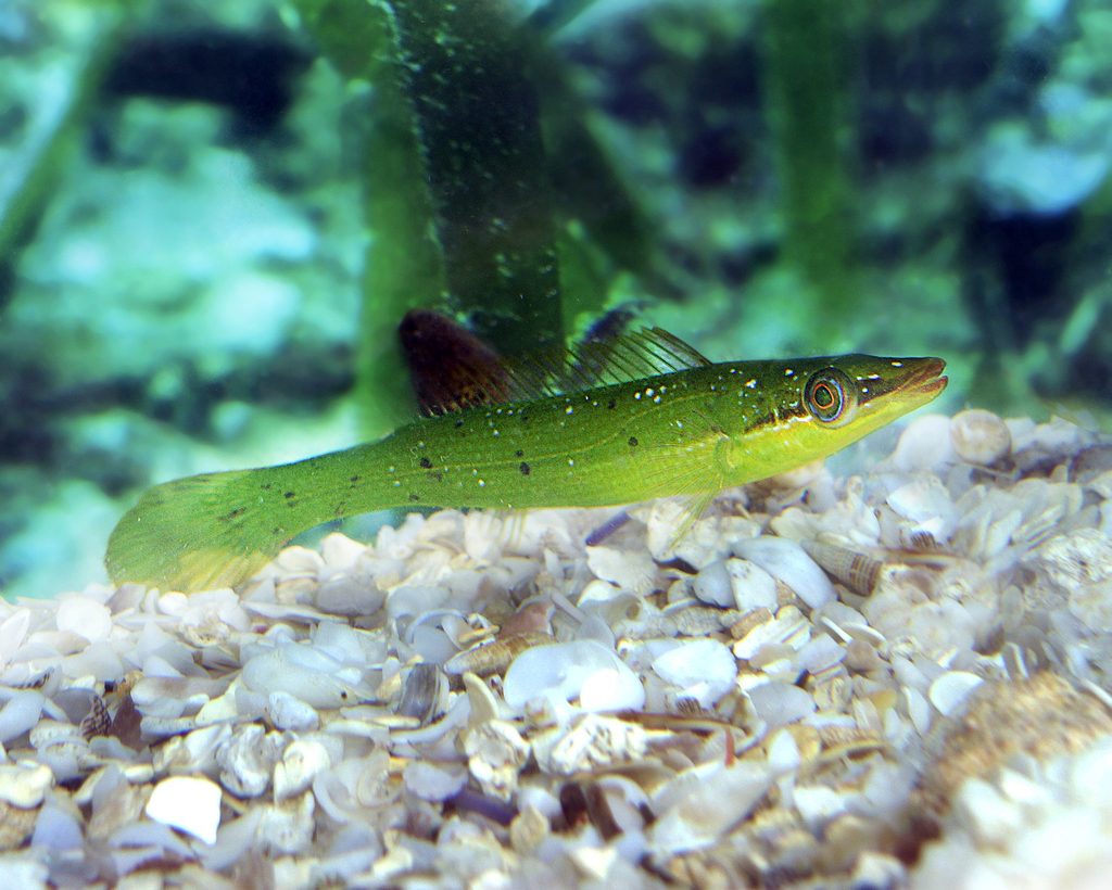(Siphonognathus) - Marine Life Identification