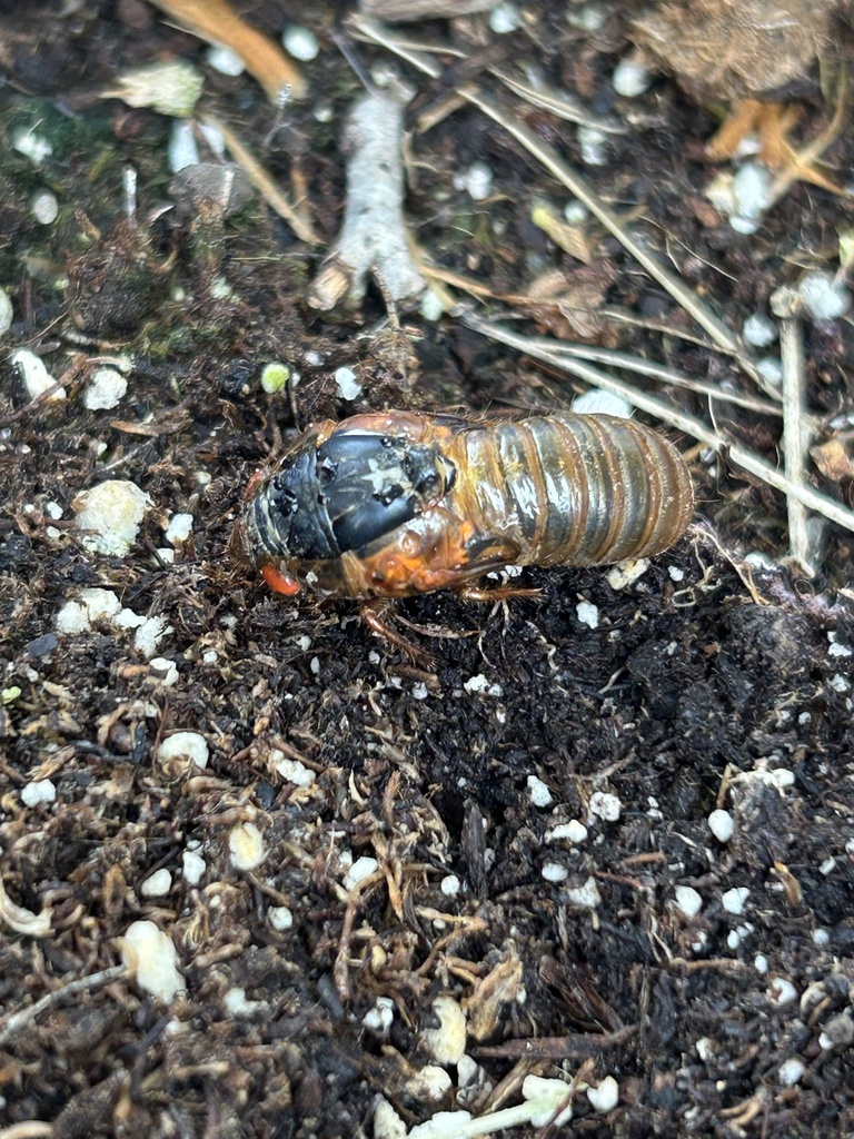 Periodical Cicadas from SSR-A, Washington, MO, US on May 13, 2024 at 03 ...