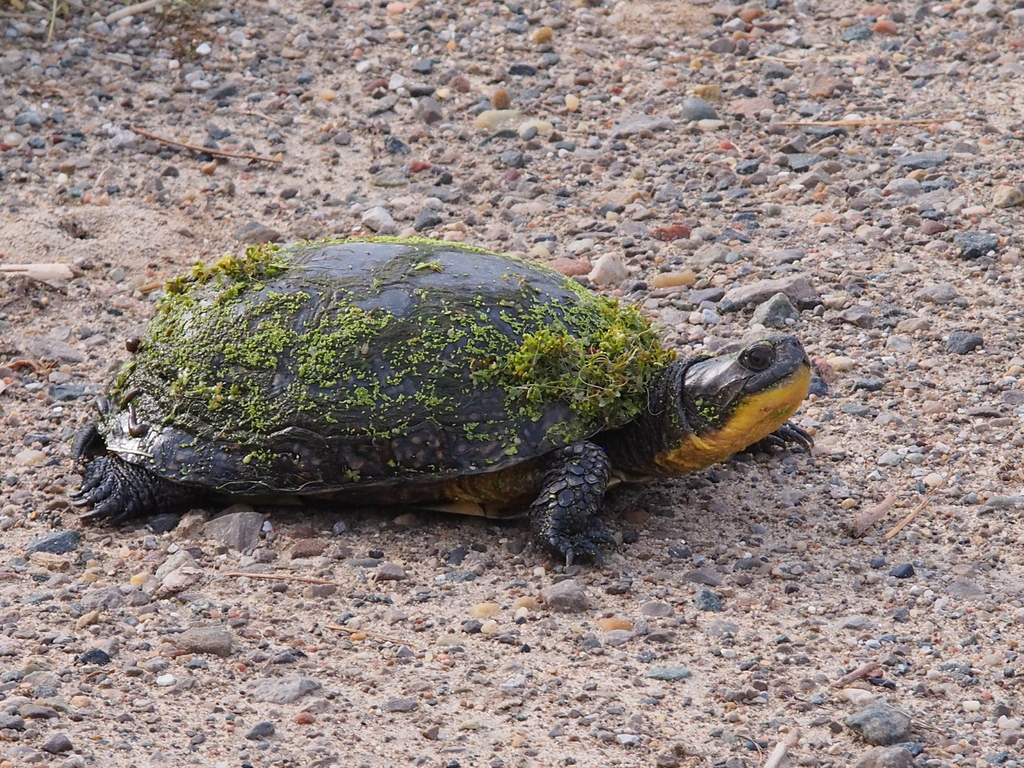 Blanding's Turtle in May 2024 by Ken Potter. concave plastron · iNaturalist