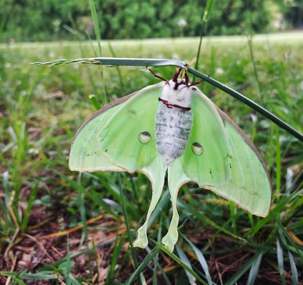 North American Luna Moth from Mountain Park, GA, USA on May 13, 2024 at ...
