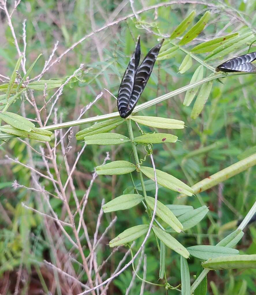 Common Vetch from Mountain Park, GA, USA on May 13, 2024 at 07:04 PM by ...