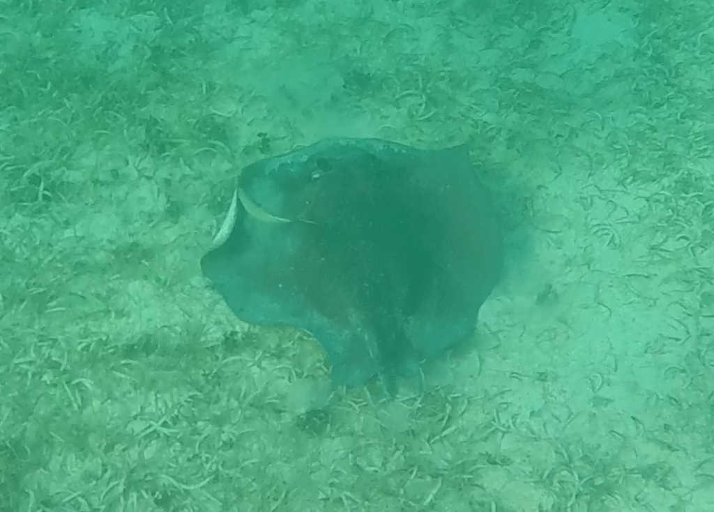 Caribbean Whiptail Stingray from Bowse Bluff - Rum Point (Grand Cayman ...