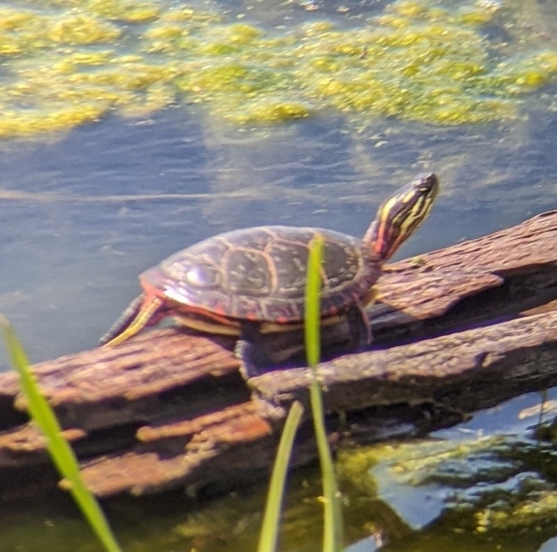 Painted Turtle from Arcadia Township, MI, USA on May 11, 2024 at 11:35 ...