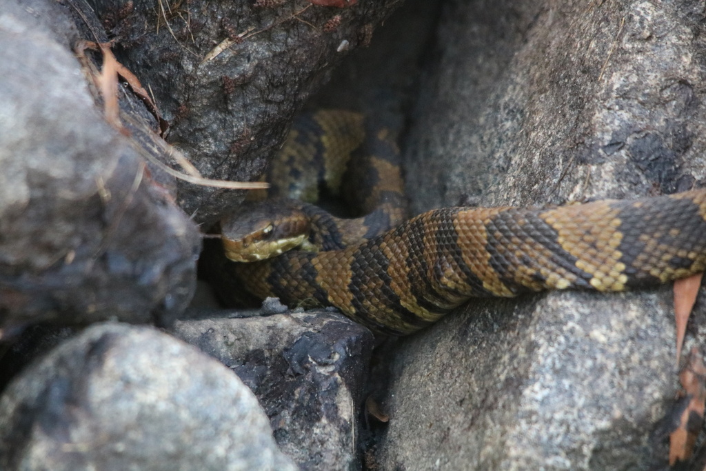 Northern Cottonmouth from Back Bay National Wildlife Refuge, Virginia ...