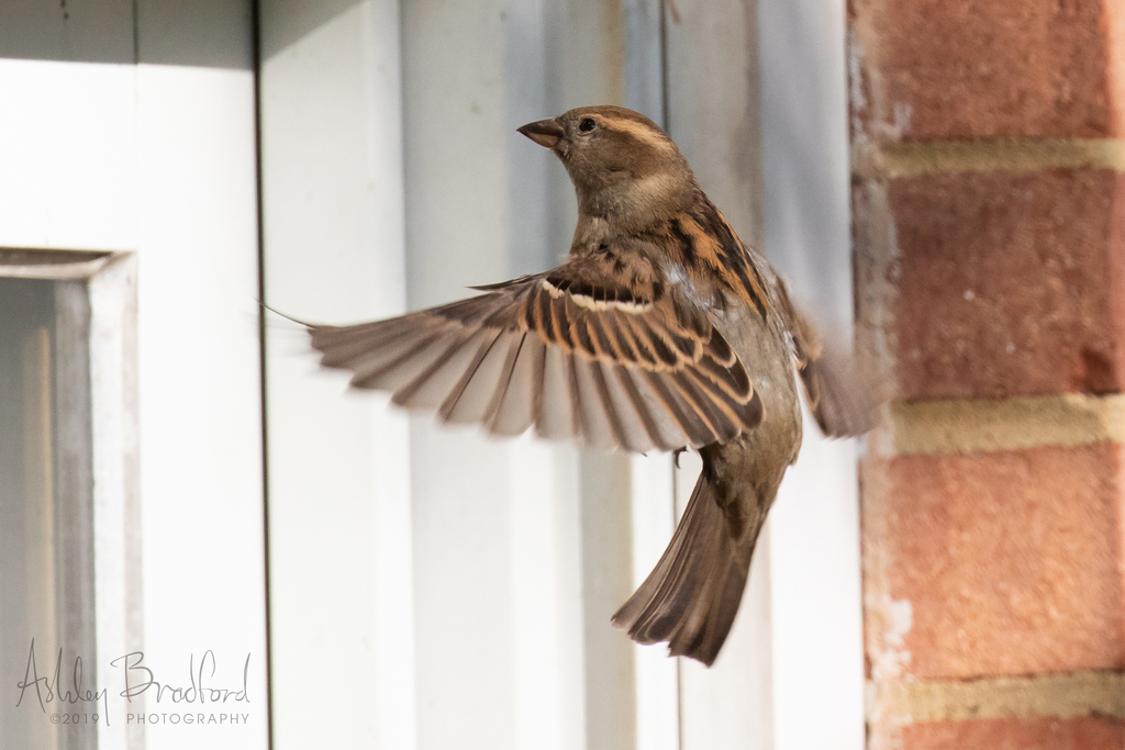 Old World Sparrows (Passeridae) - Avian Discovery