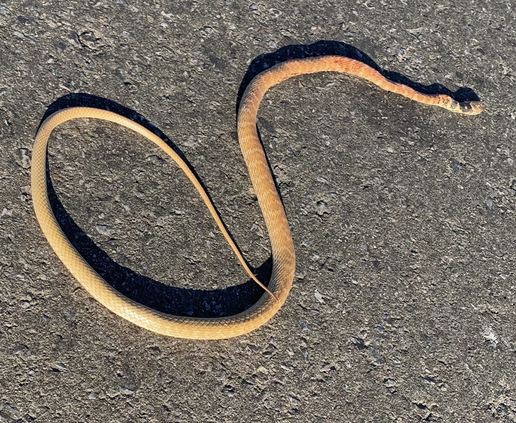 Coachwhip in May 2024 by Kolin Campbell. Road victim. · iNaturalist