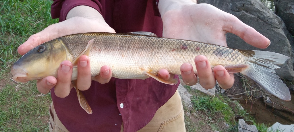 White Sucker from Sussex, NB, Canada on May 13, 2024 at 07:50 PM by ...