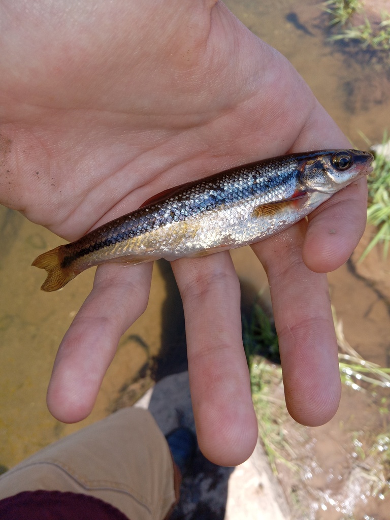 Lake Chub from Sussex, NB, Canada on May 13, 2024 at 01:53 PM by ...