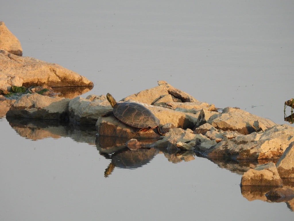 Painted Turtle from Lake Wanahoo, Wahoo, NE, US on May 13, 2024 at 08: ...