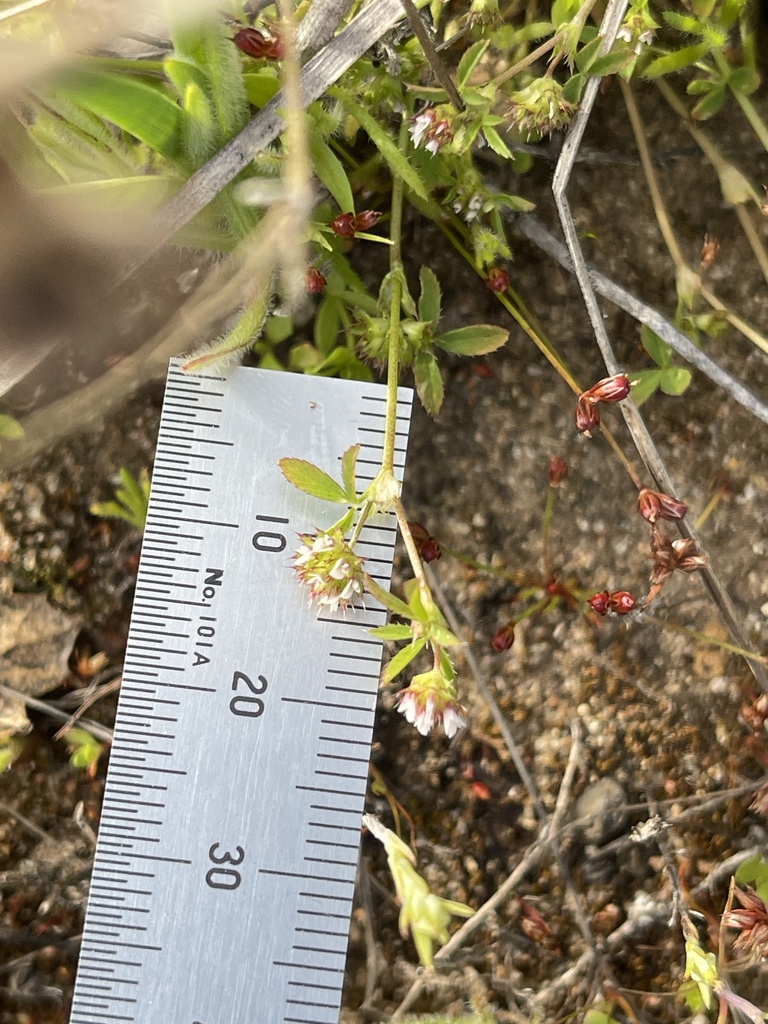 Pacific Grove Clover in May 2024 by Fred Watson · iNaturalist