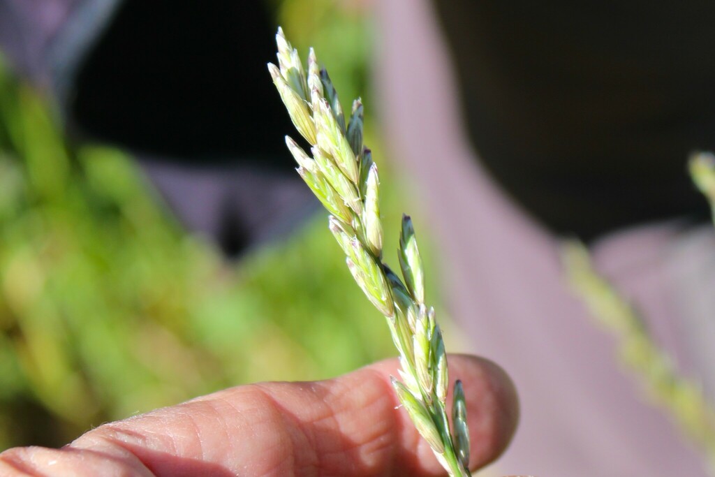 California melic from Mt Tamalpais, California 94941, USA on May 13 ...