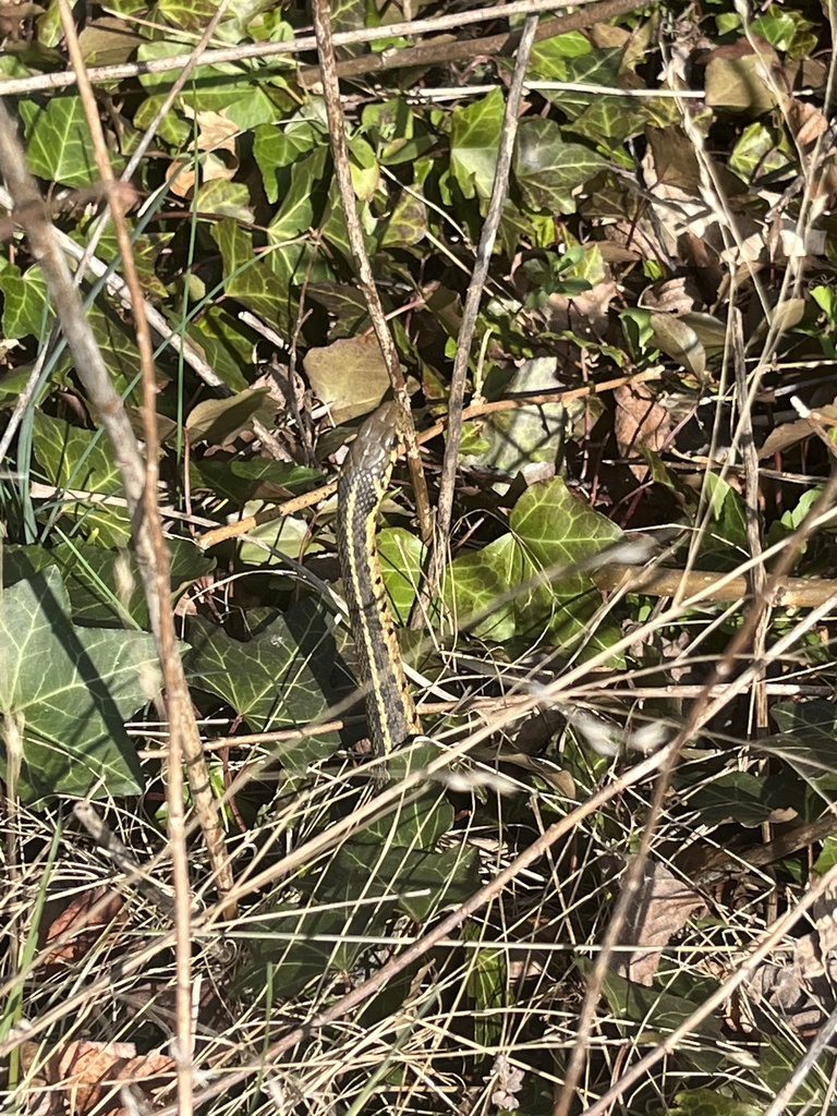 Common Garter Snake from University of Delaware, Newark, DE, US on ...
