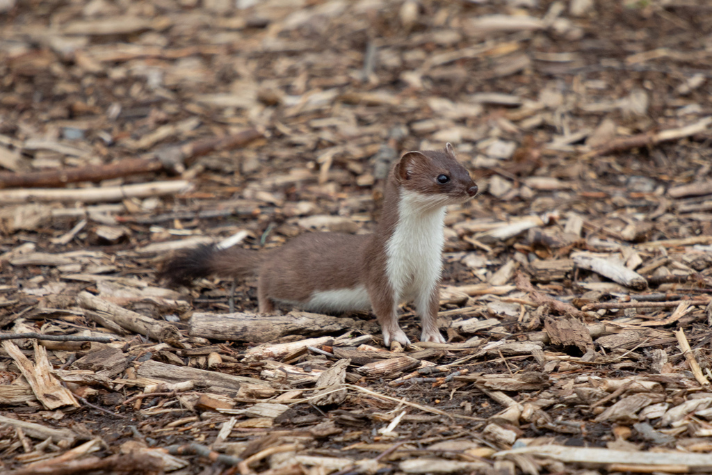 Short-tailed Weasel from Sainte-Julie, QC, Canada on May 12, 2024 at 09 ...