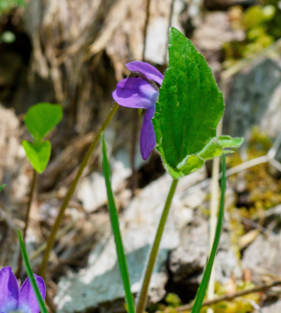 palm violet from Dorchester County, MD, USA on April 28, 2024 at 12:20 ...