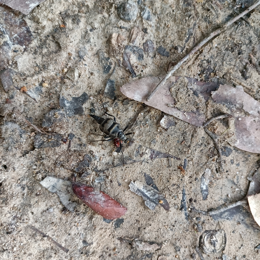 Australian Wingless Soldier Fly in May 2024 by tigratho · iNaturalist