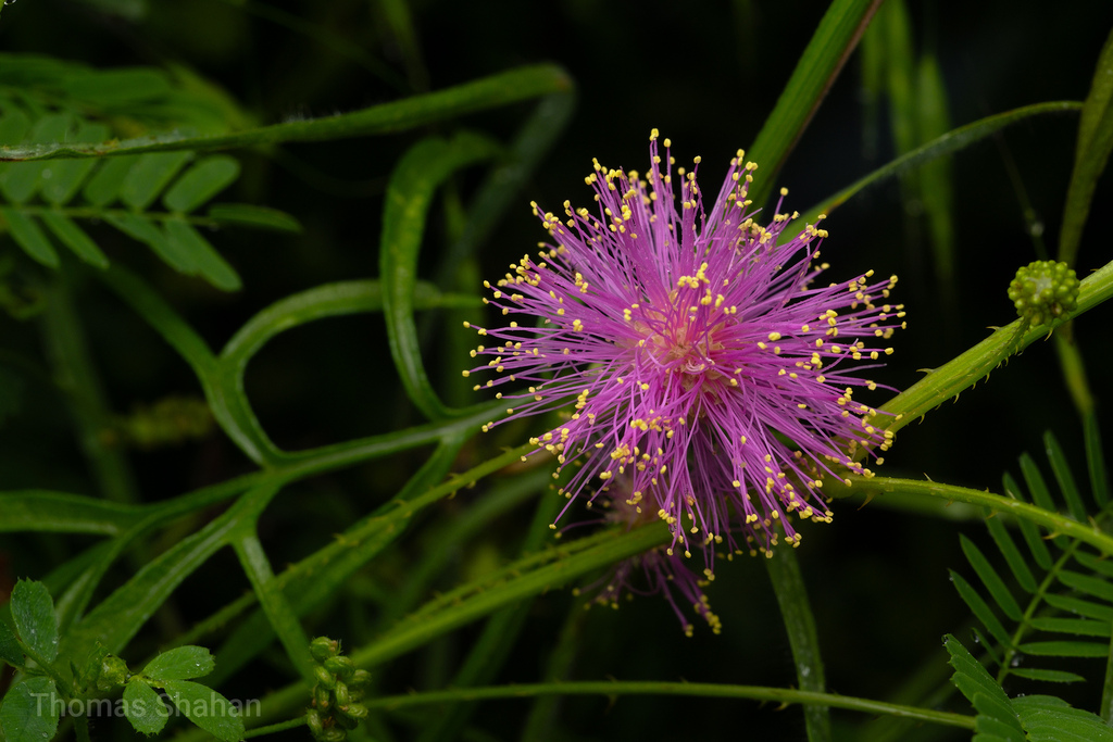 sensitive plants from Dallas, TX, USA on May 12, 2024 at 09:25 AM by ...