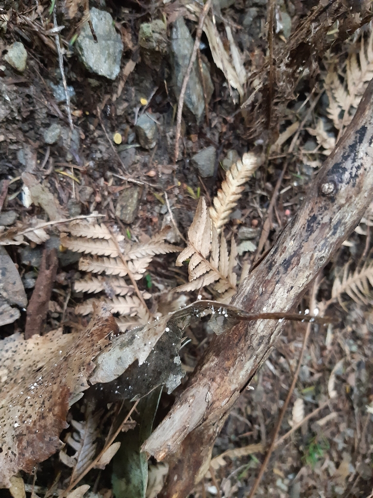 Physalacria stilboidea from Momorangi Bay 7281, New Zealand on May 13 ...