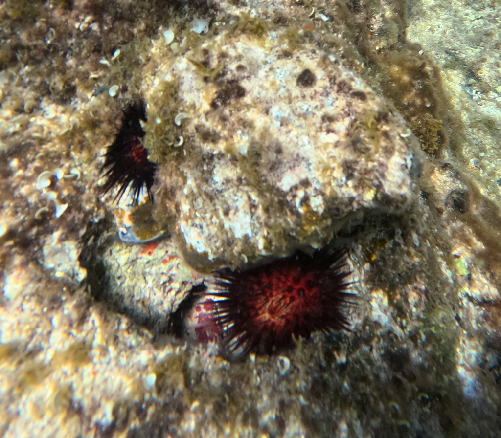 Atlantic Rock-boring Urchin from Sandy Cay on May 7, 2024 at 10:51 AM ...