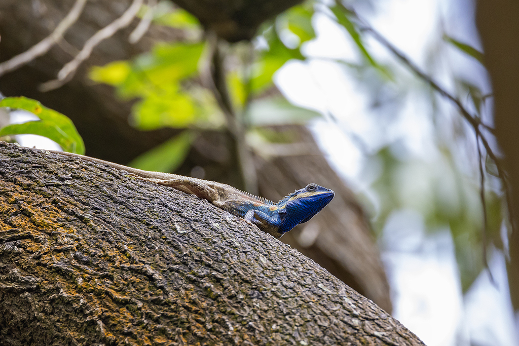 Myanmar Blue Crested Lizard from Tai Lam, Hong Kong on May 11, 2024 at ...