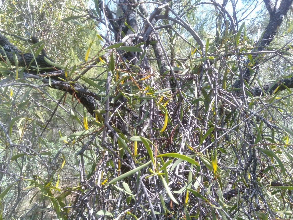 Harlequin Mistletoe from Gunnedah, AU-NS, AU on April 11, 2023 at 11:30 ...
