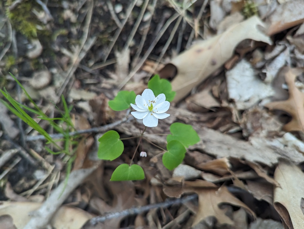 rue anemone in May 2024 by Ryan Sorrells · iNaturalist
