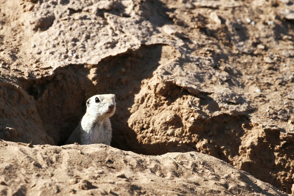 Round-tailed Ground Squirrel from Mexicali, B.C., México on May 13 ...